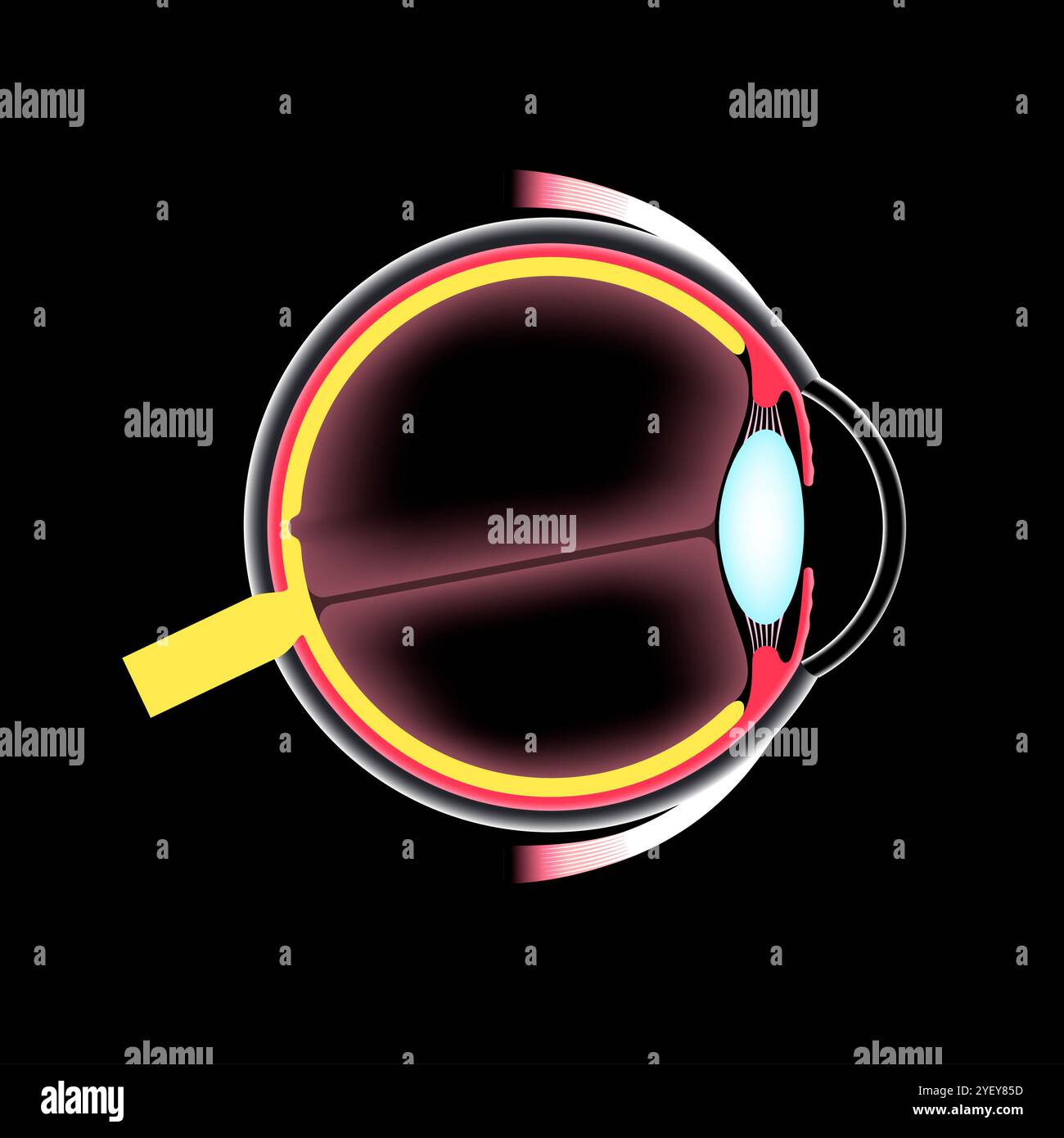 Illustration of the eye anatomy. The structure of the eye includes ...