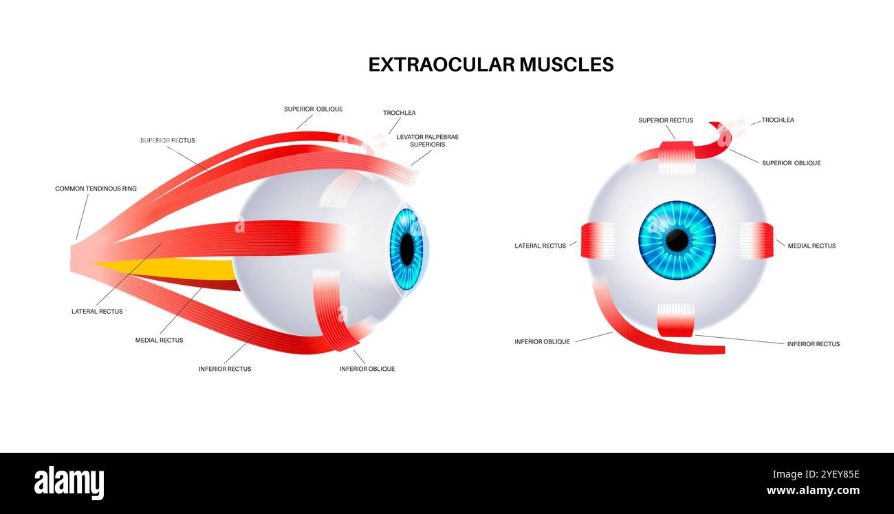 Illustration of the extraocular muscles anatomy. These muscles control ...