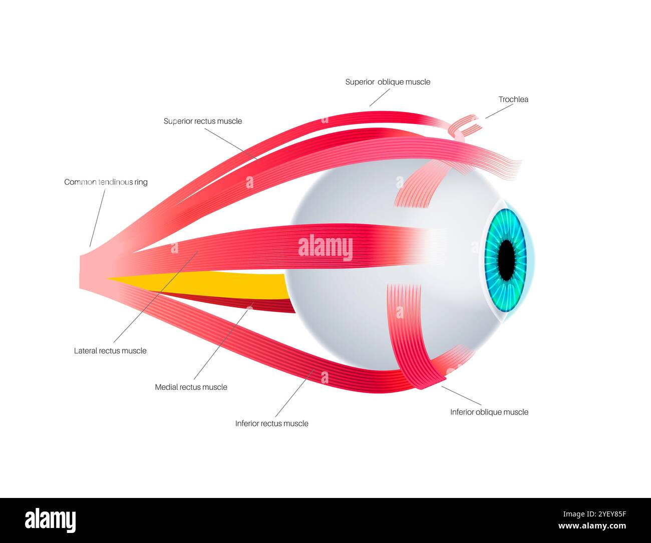 Illustration of the extraocular muscles anatomy. These muscles control ...
