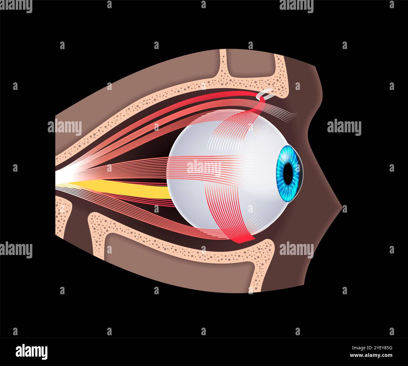 Illustration of the extraocular muscles anatomy in the skull. These ...