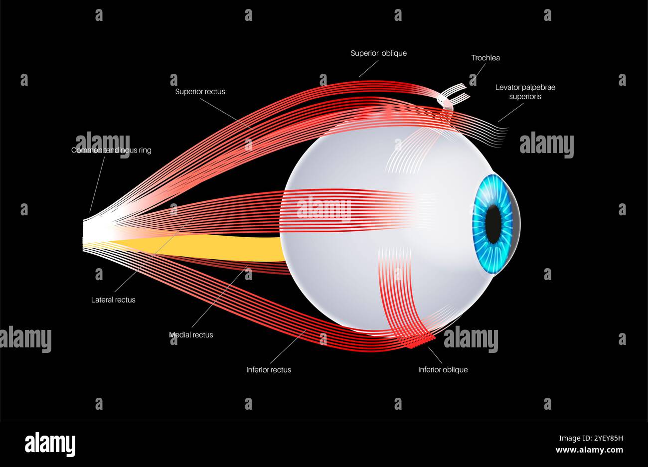 Illustration of the extraocular muscles anatomy. These muscles control ...