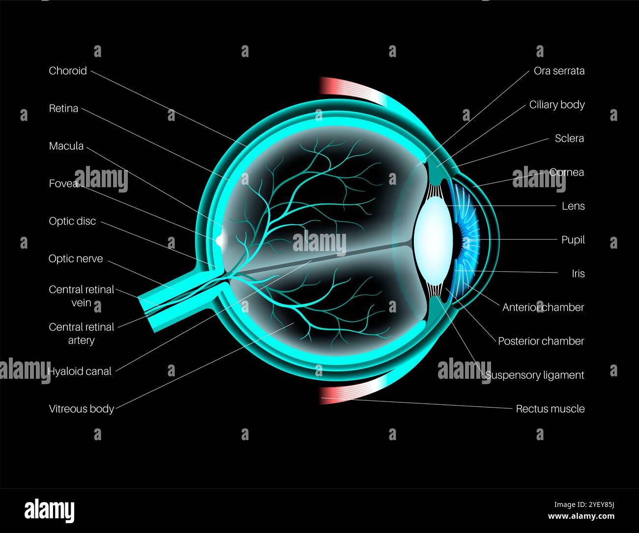 Illustration of the eye anatomy. The structure of the eye includes ...