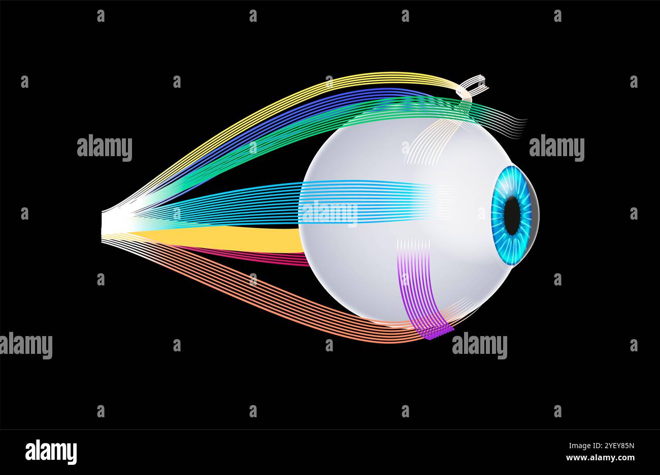Illustration of the extraocular muscles anatomy. These muscles control ...