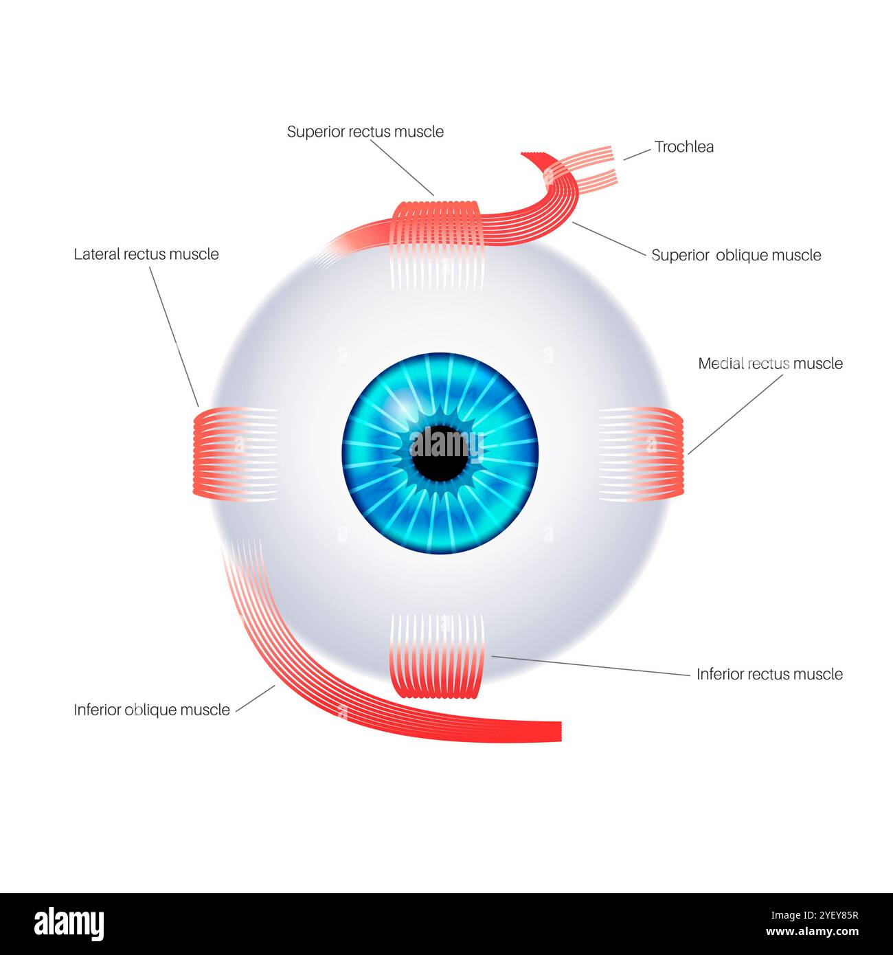 Illustration of the extraocular muscles anatomy. These muscles control ...