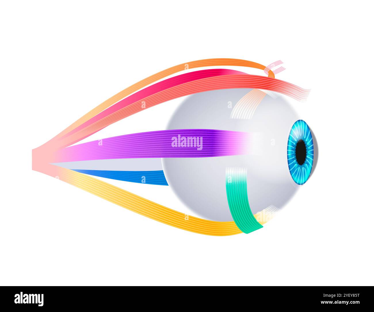 Illustration of the extraocular muscles anatomy. These muscles control ...