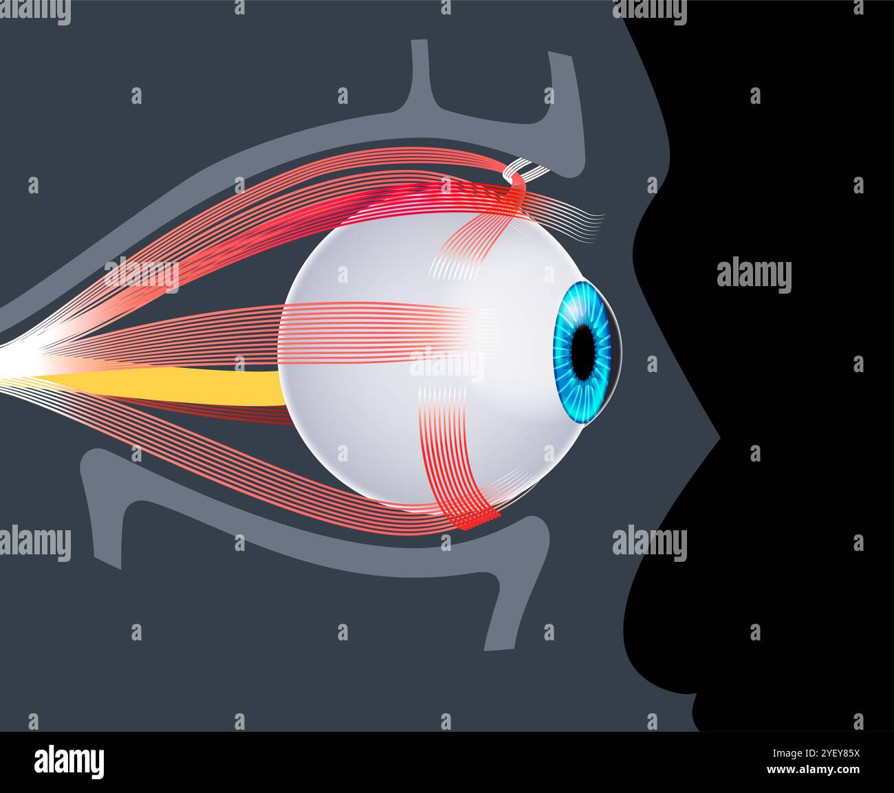 Illustration of the extraocular muscles anatomy in the skull. These ...