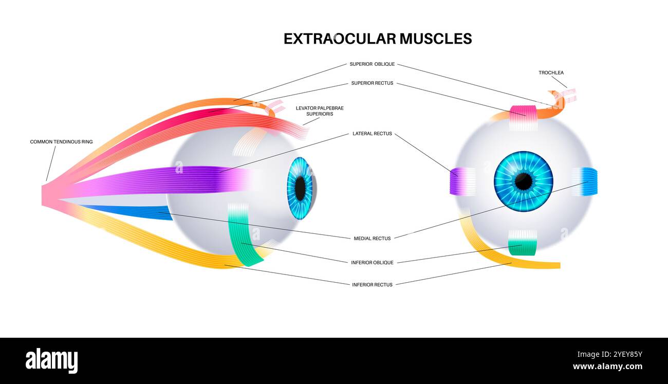 Illustration of the extraocular muscles anatomy. These muscles control ...