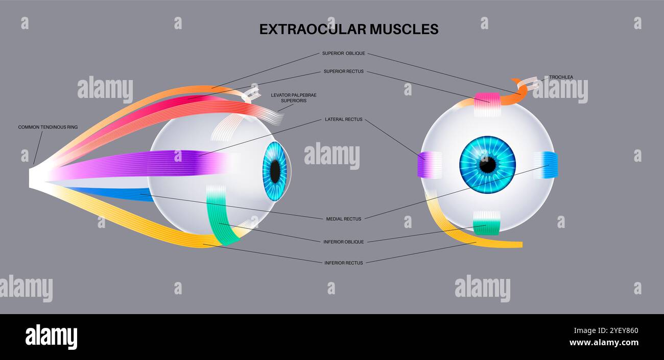 Illustration of the extraocular muscles anatomy. These muscles control ...