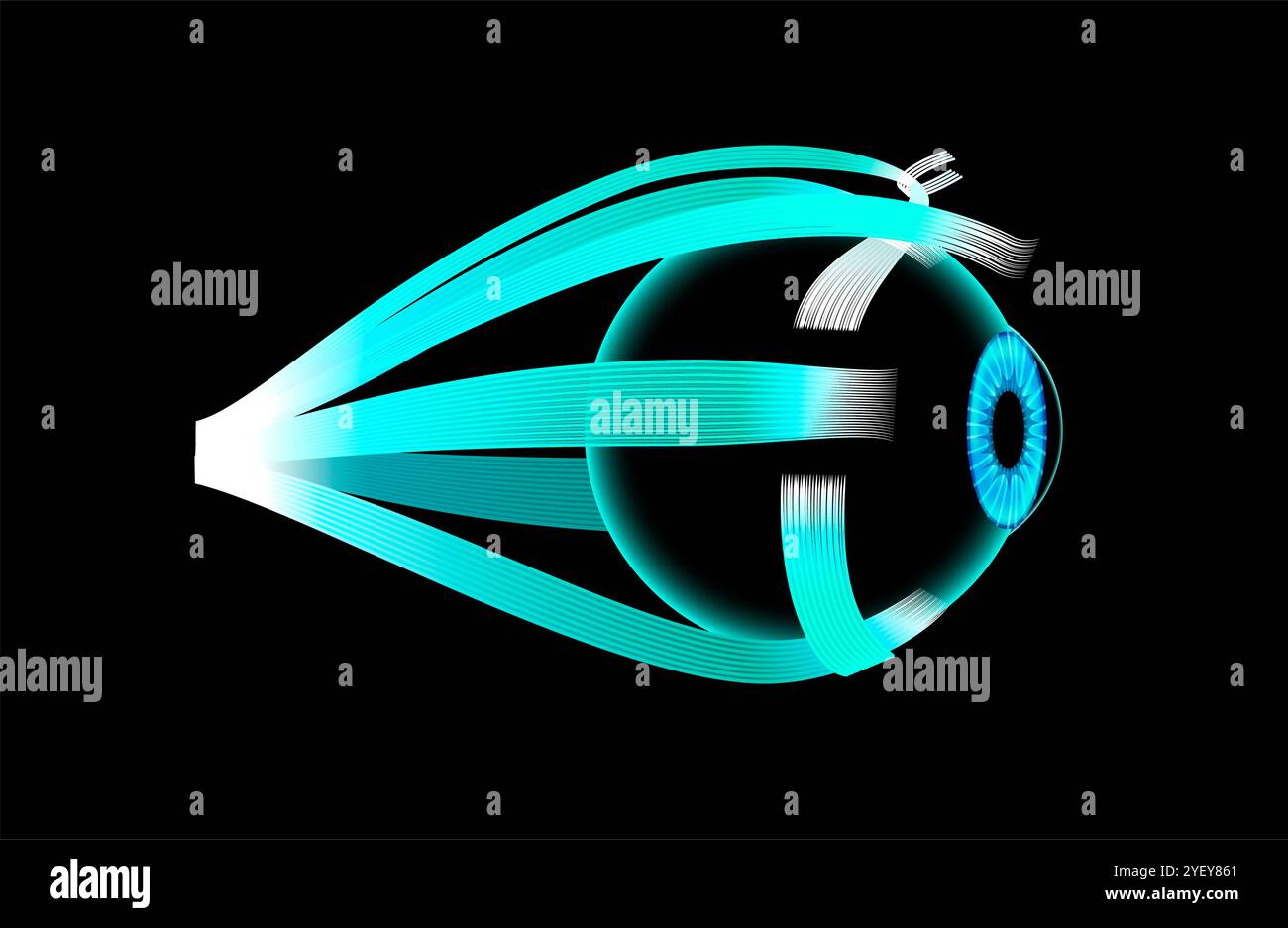 Illustration of the extraocular muscles anatomy. These muscles control ...