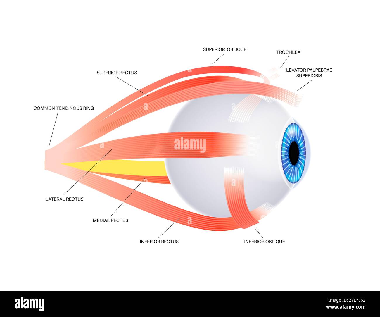 Illustration of the extraocular muscles anatomy. These muscles control ...