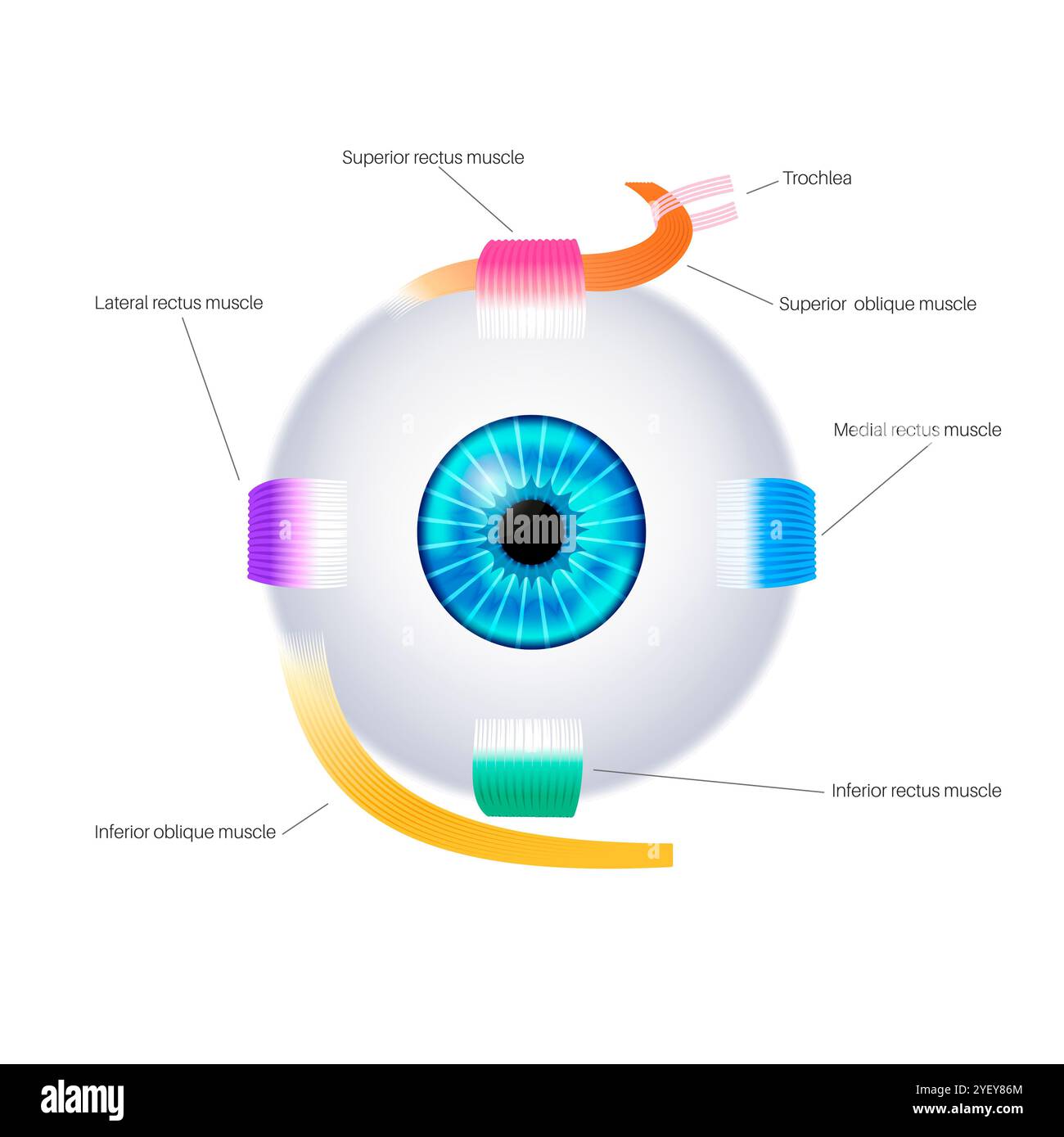 Illustration of the extraocular muscles anatomy. These muscles control ...