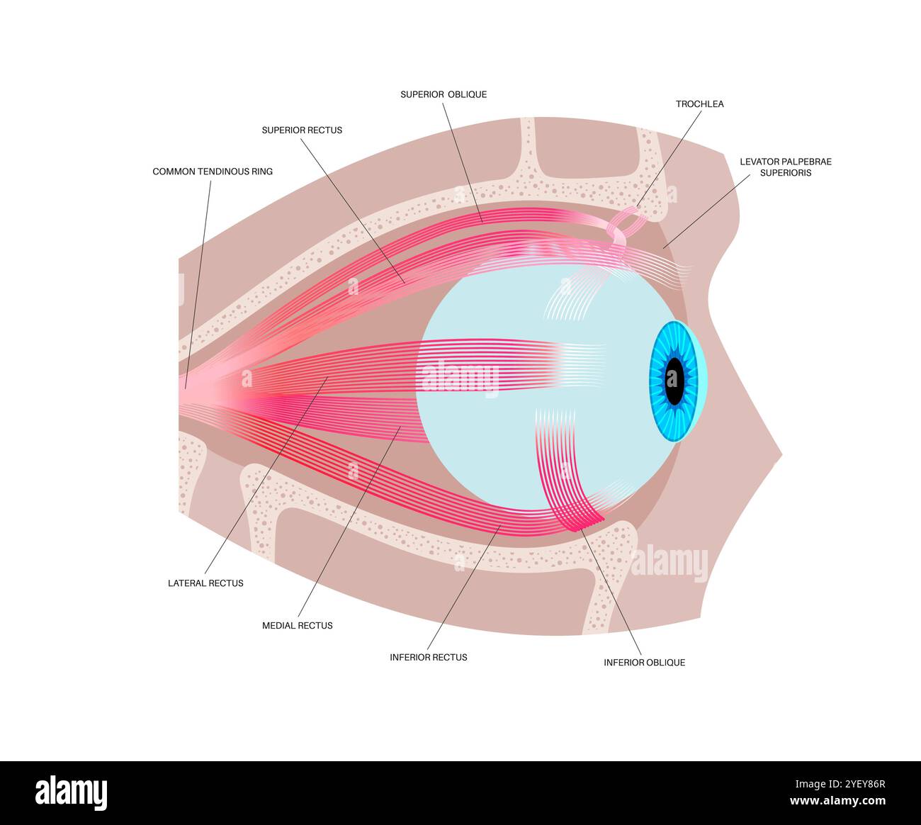 Illustration of the extraocular muscles anatomy in the skull. These ...