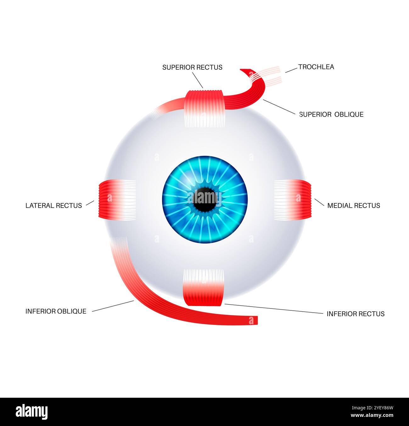 Illustration of the extraocular muscles anatomy. These muscles control ...