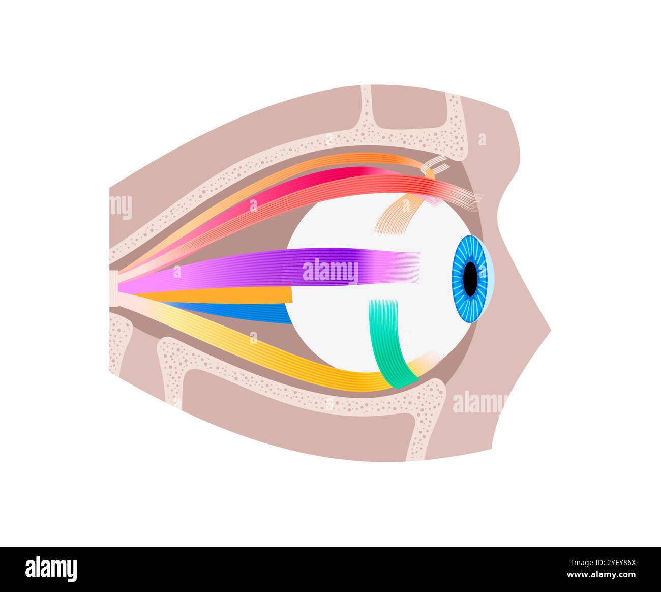 Illustration of the extraocular muscles anatomy in the skull. These ...