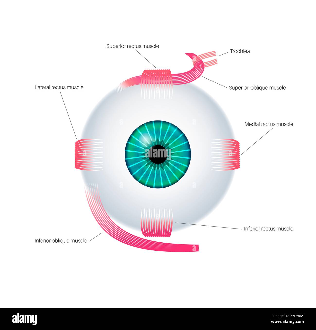 Illustration of the extraocular muscles anatomy. These muscles control ...