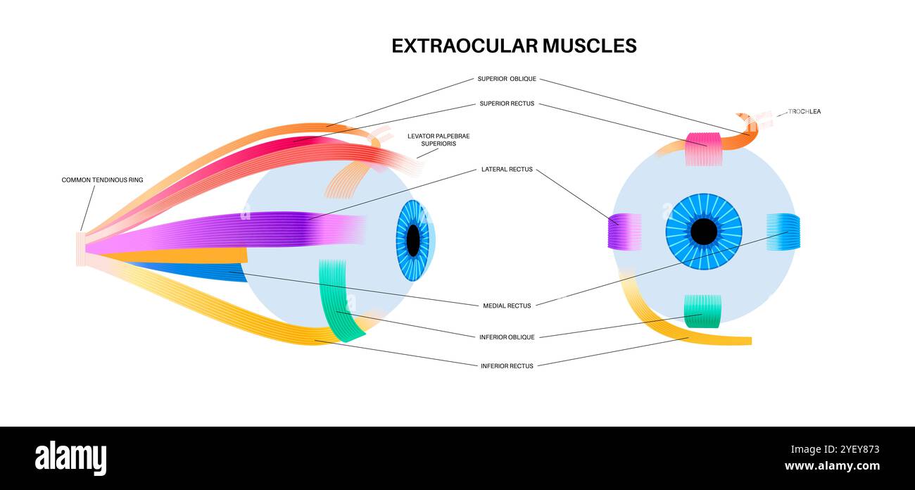 Illustration of the extraocular muscles anatomy. These muscles control ...
