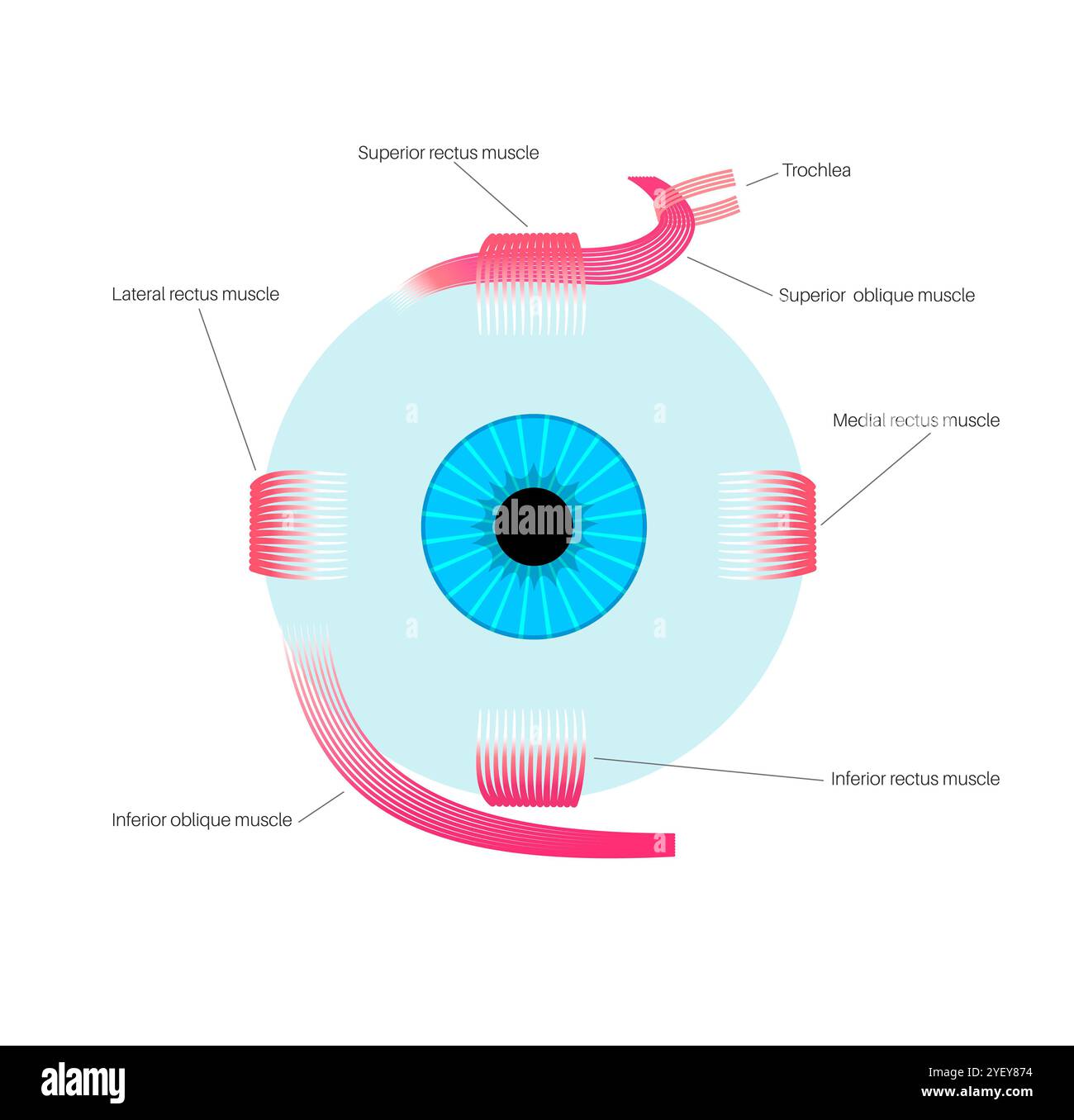 Illustration of the extraocular muscles anatomy. These muscles control ...