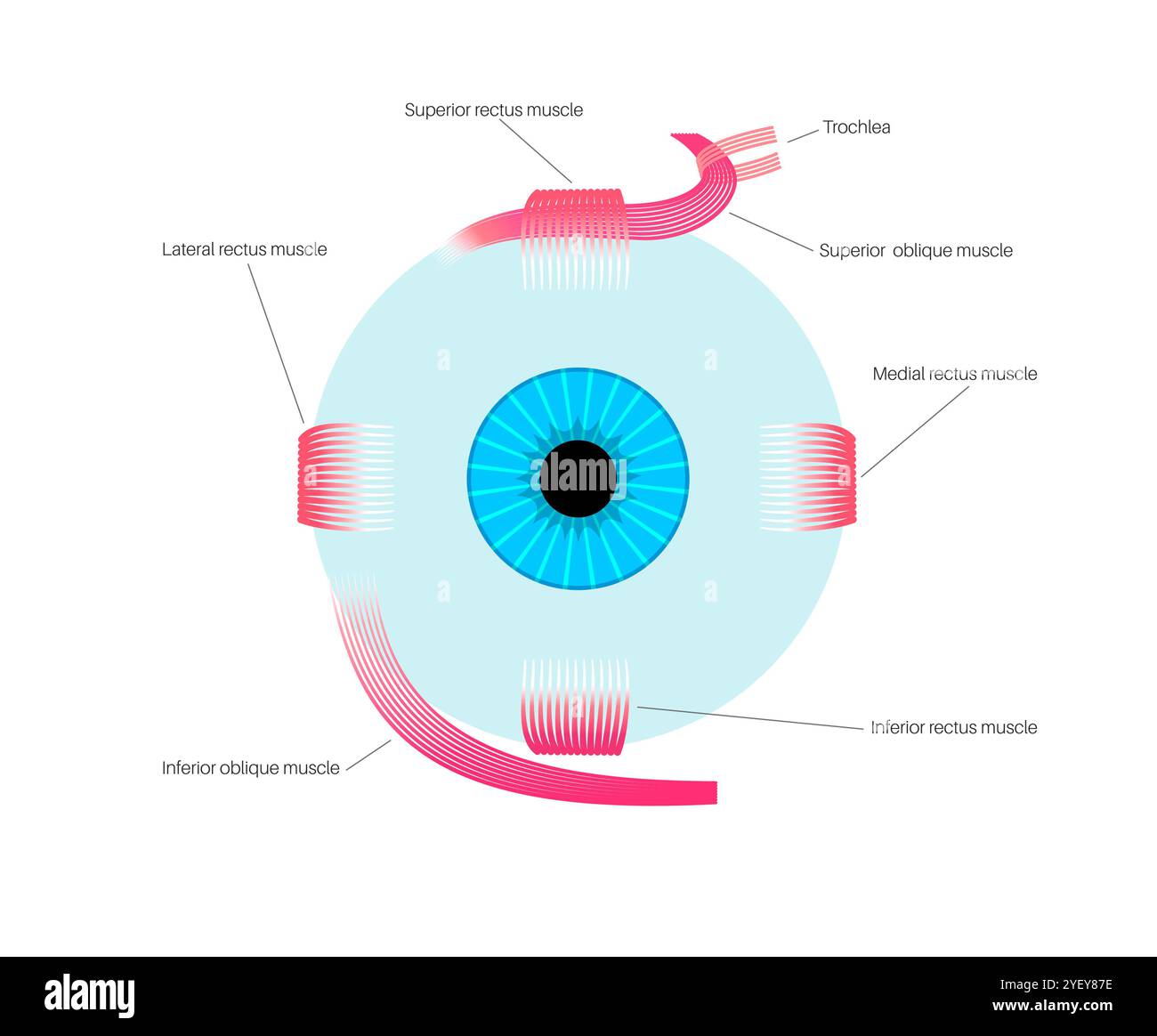 Illustration of the extraocular muscles anatomy. These muscles control ...