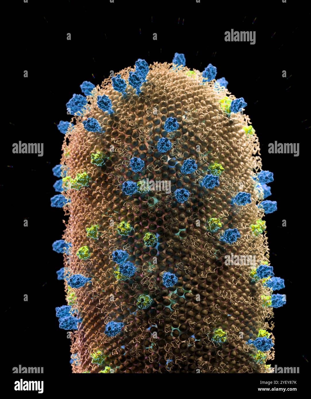 Illustration of a respiratory syncytial virus (RSV), a common ...