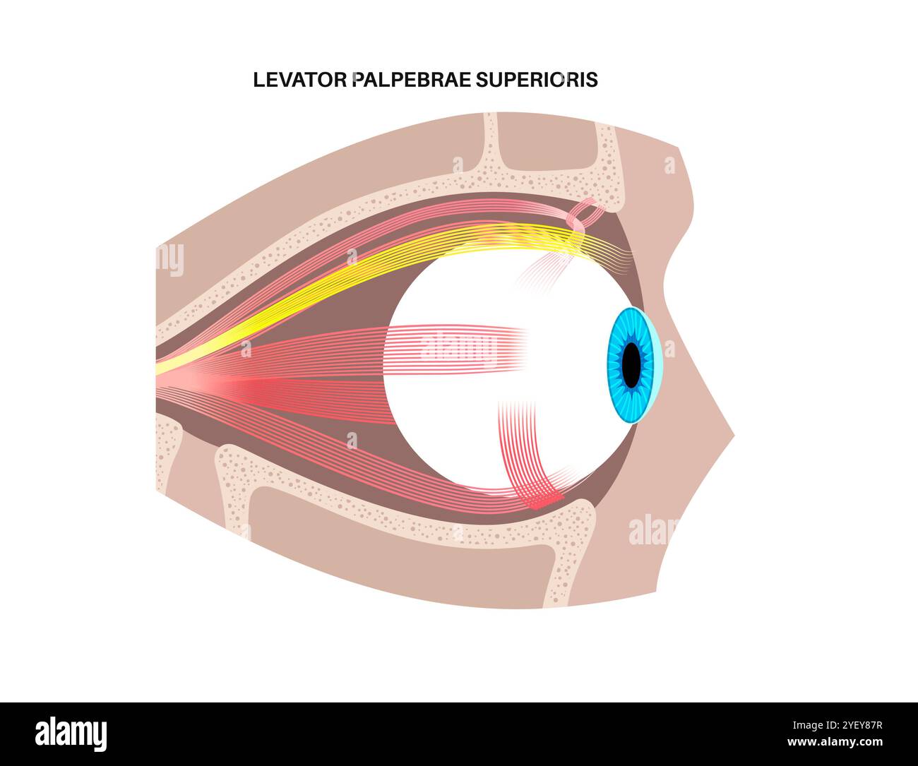 Illustration of the extraocular muscles anatomy in the skull. These ...