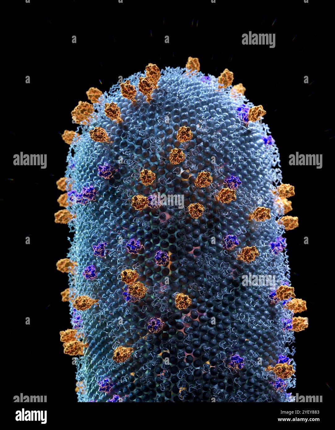 Filamentous proteins hi-res stock photography and images - Alamy