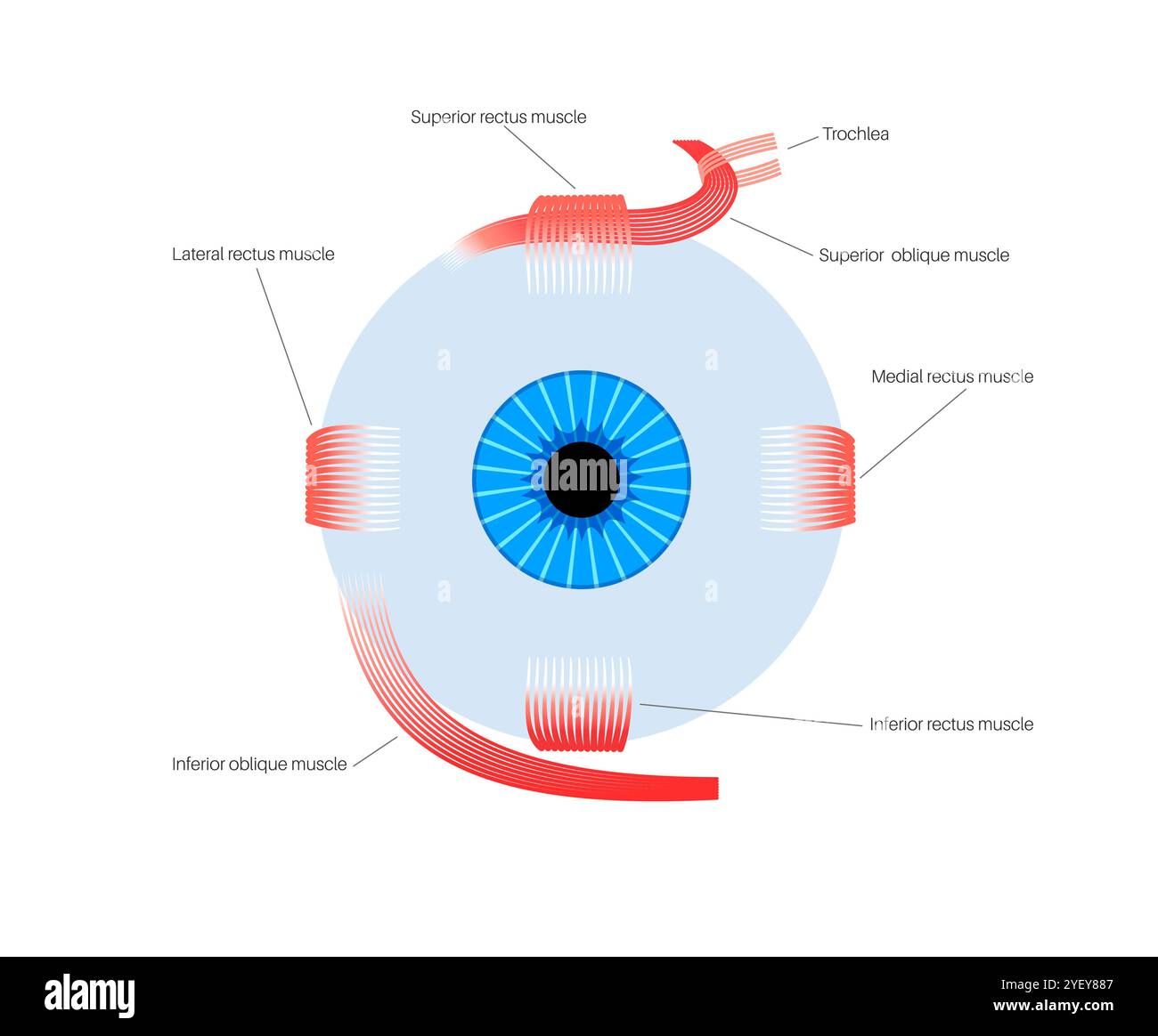 Illustration of the extraocular muscles anatomy. These muscles control ...