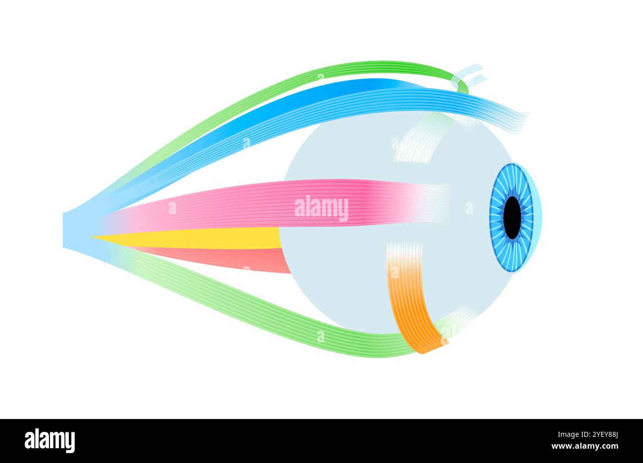 Illustration of the extraocular muscles anatomy. These muscles control ...