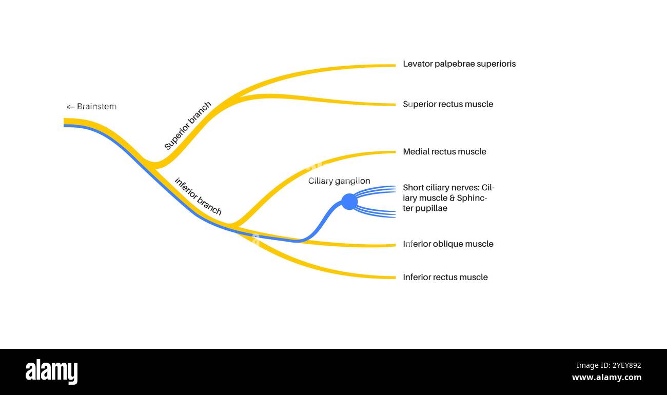Illustration of the oculomotor nerve anatomy in the human brain. The ...