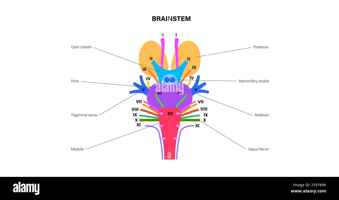 Illustration of the cranial nerves anatomy. The cranial nerves are a ...