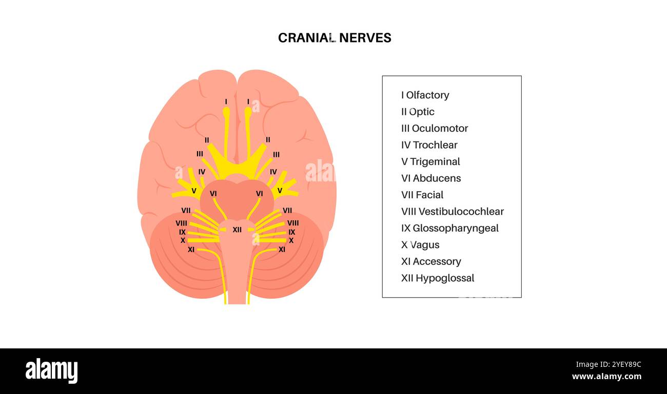 Illustration of the cranial nerves anatomy. The cranial nerves are a ...
