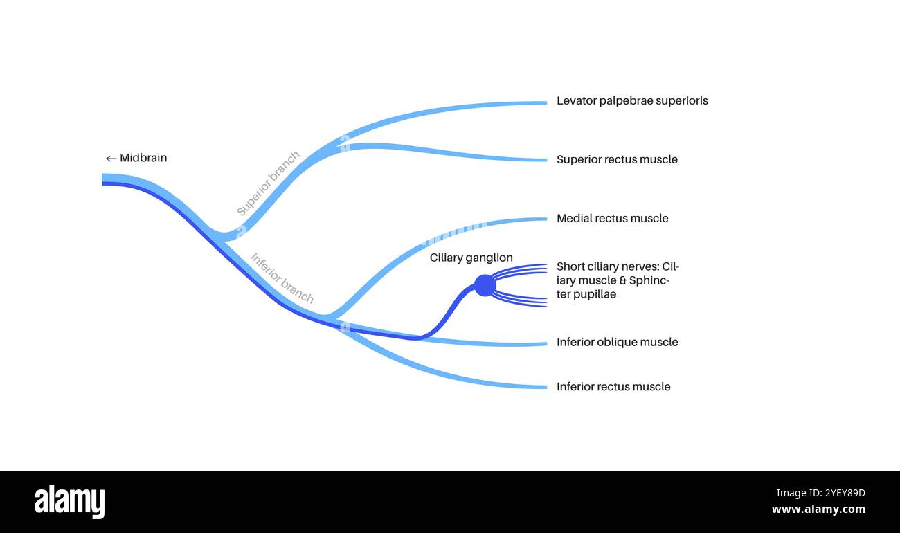 Illustration of the oculomotor nerve anatomy in the human brain. The ...