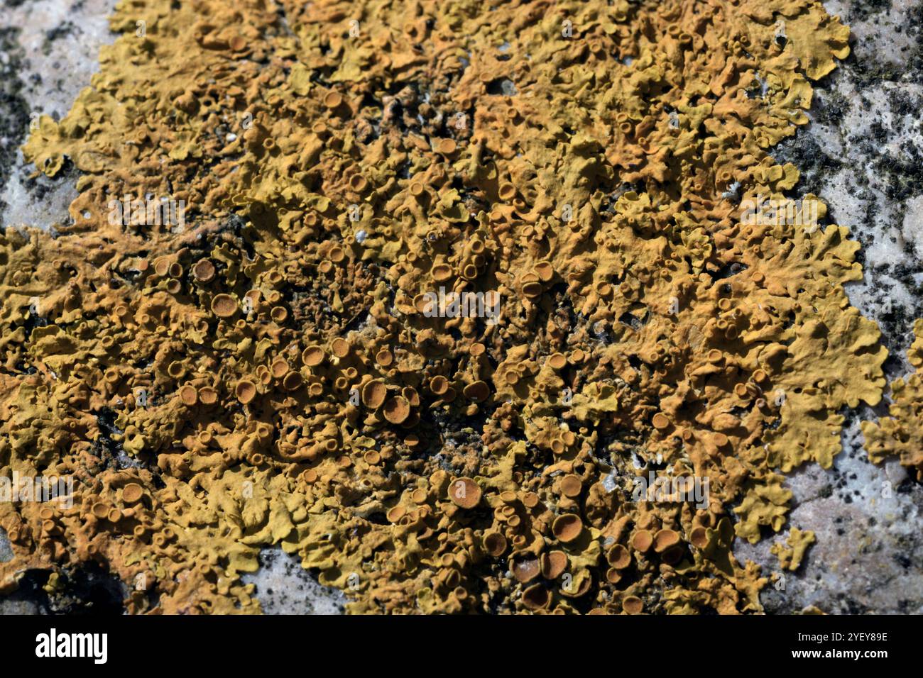 Lichen habitat hi-res stock photography and images - Alamy