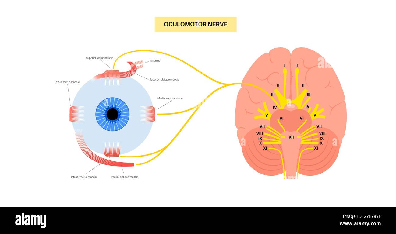 Illustration of the oculomotor nerve anatomy in the human brain. The ...