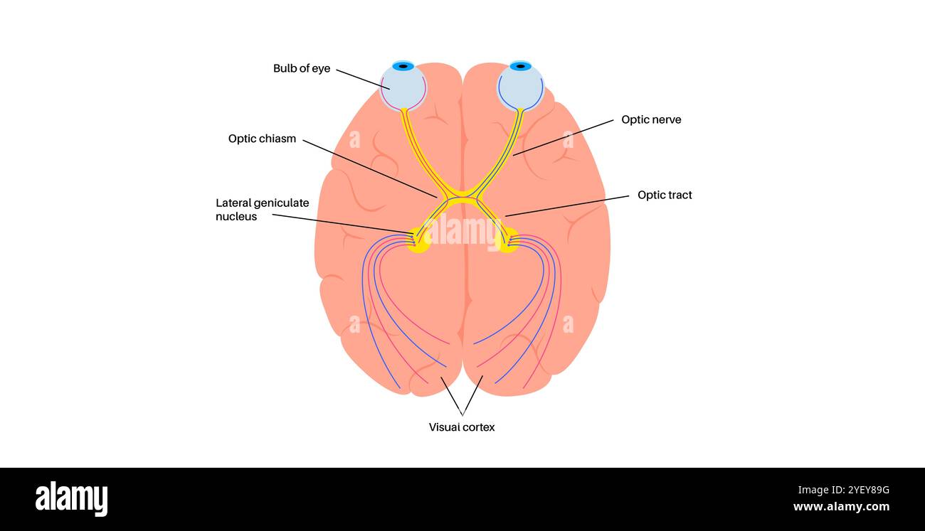 Illustration Of The Optic Nerve Anatomy The Optic Nerves Send Visual Messages From Eye To Brain