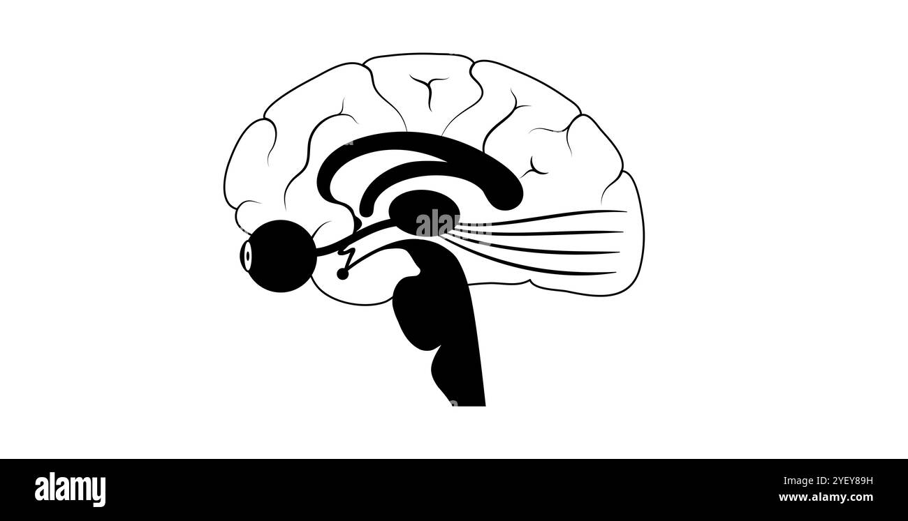 Visual sensory Black and White Stock Photos & Images - Alamy