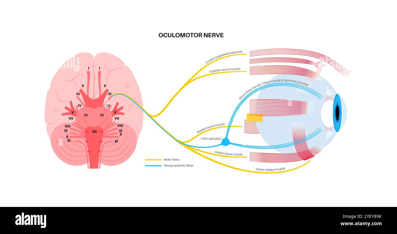 Illustration of the oculomotor nerve anatomy in the human brain. The ...