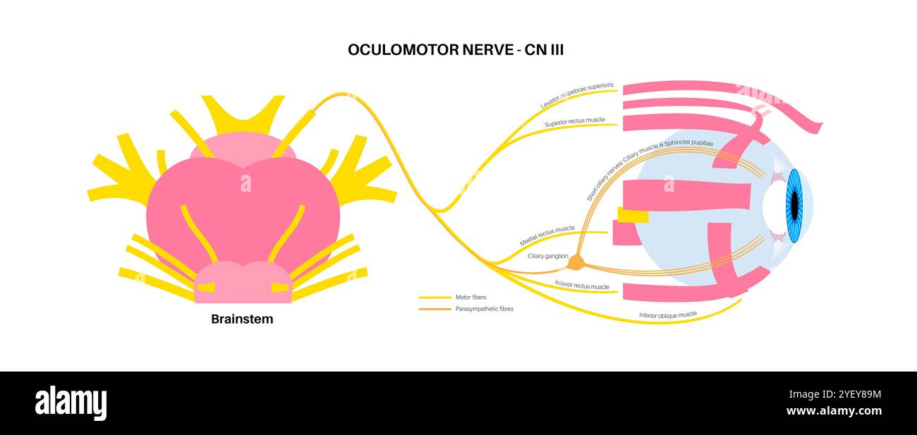 Illustration of the oculomotor nerve anatomy in the human brain. The ...