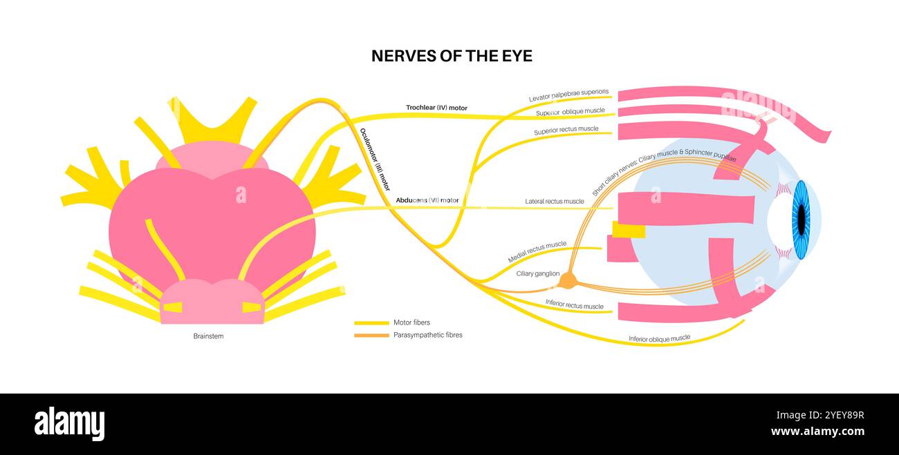 Illustration of the motor nerves of the eye, including the abducens ...