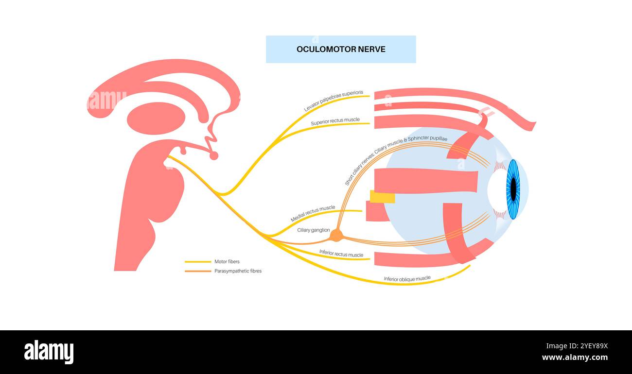 Illustration of the oculomotor nerve anatomy in the human brain. The ...