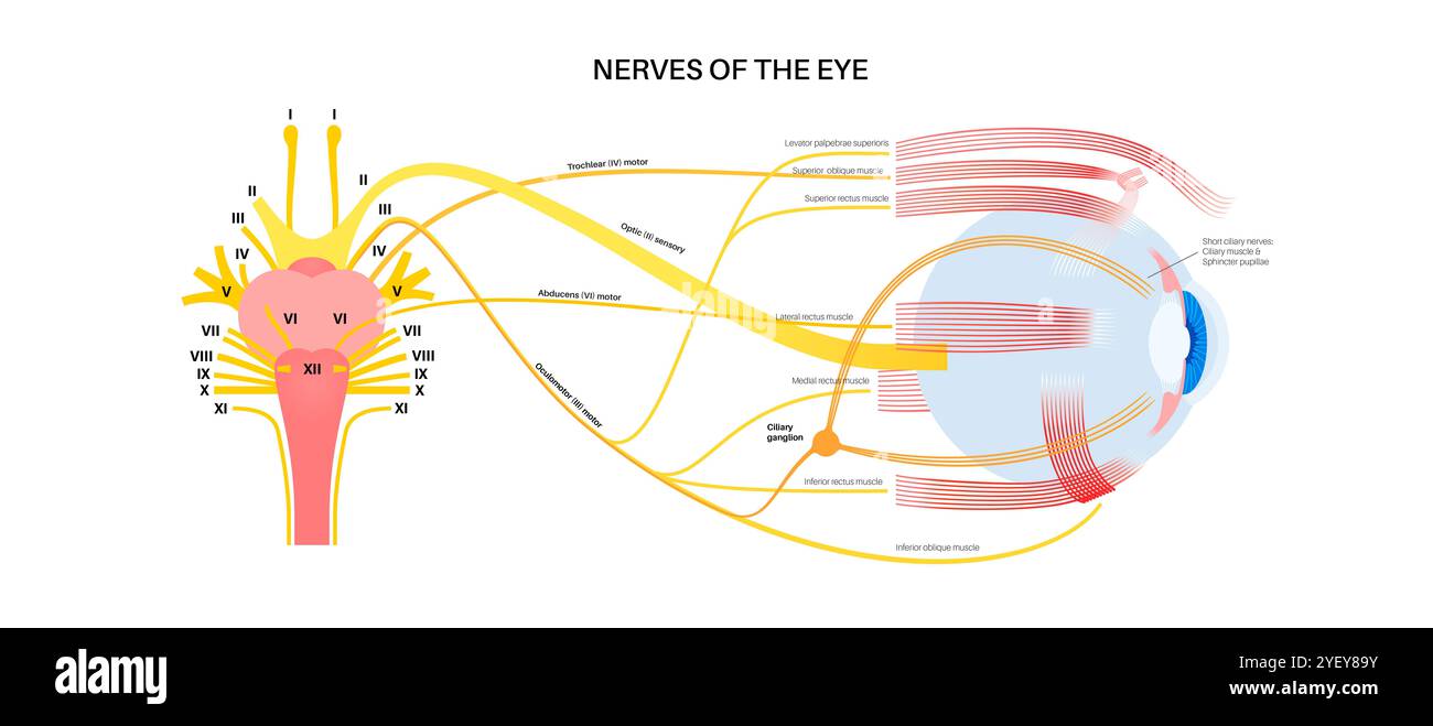Structures of the human eye Cut Out Stock Images & Pictures - Alamy
