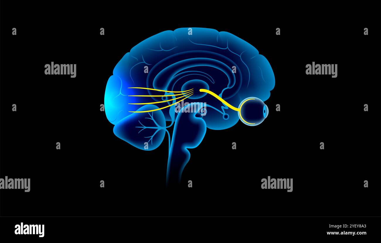 Illustration Of The Optic Nerve Anatomy The Optic Nerves Send Visual Messages From Eye To Brain