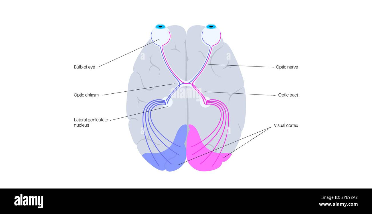 Illustration of the optic nerve anatomy. The optic nerves send visual ...