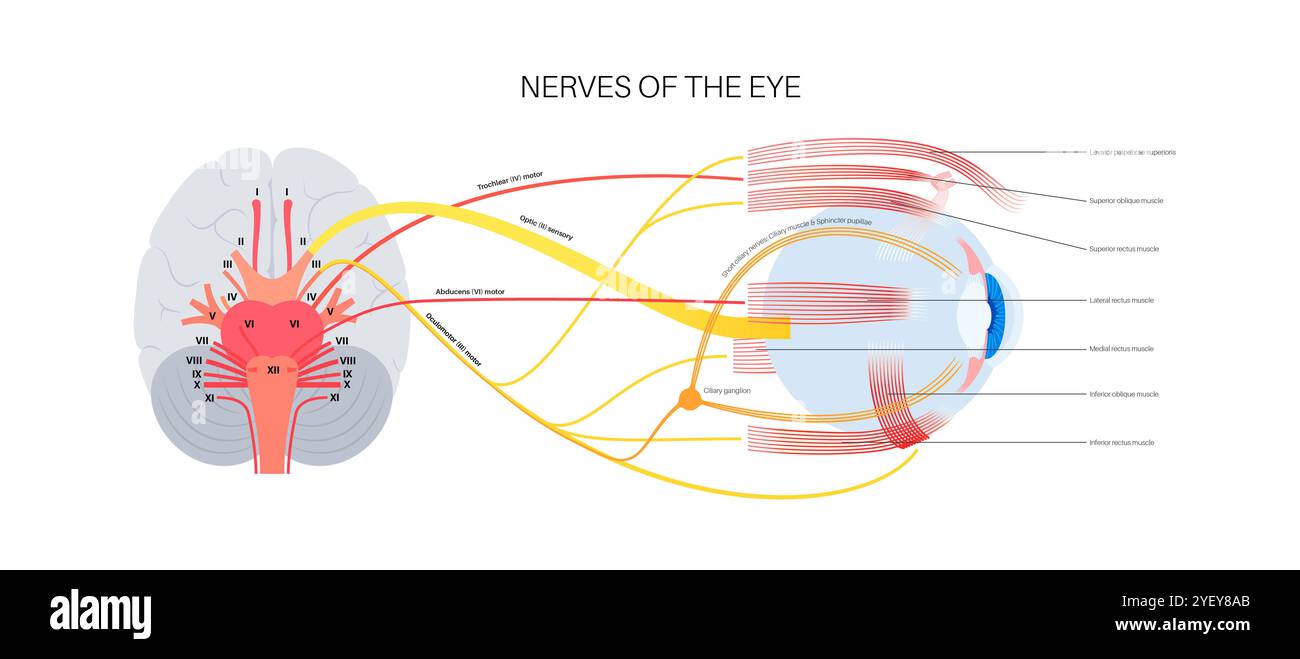 Illustration of the motor nerves of the eye, including the abducens ...