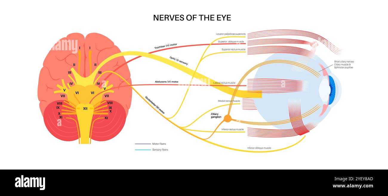 Illustration of the motor nerves of the eye, including the abducens ...