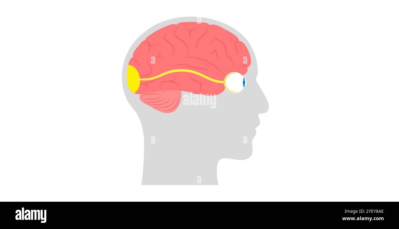 Illustration of the optic nerve anatomy. The optic nerves send visual ...