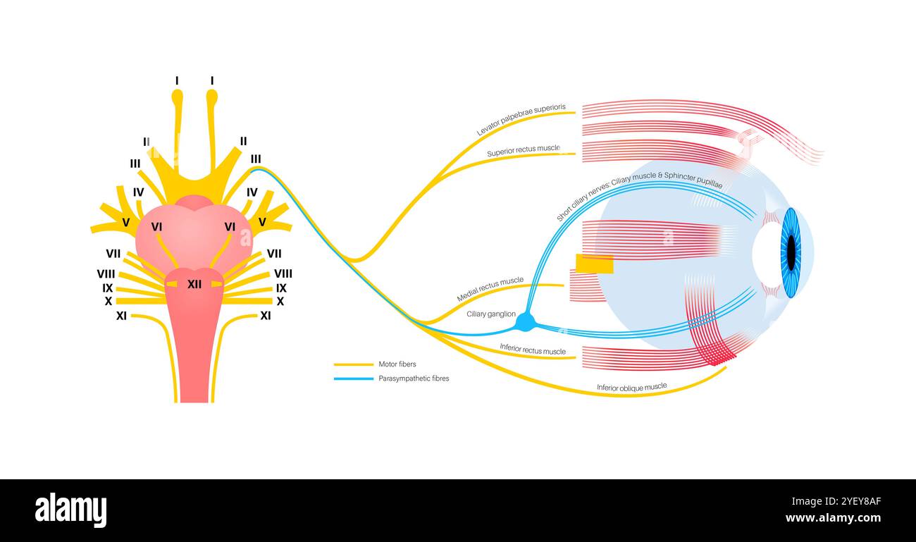 Illustration of the oculomotor nerve anatomy in the human brain. The ...