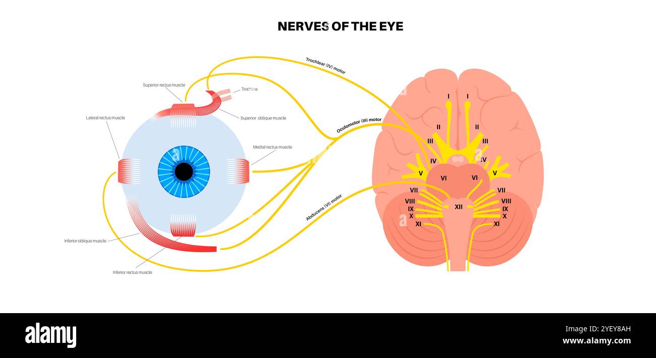 Illustration of the motor nerves of the eye, including the abducens, trochlear and oculomotor ...