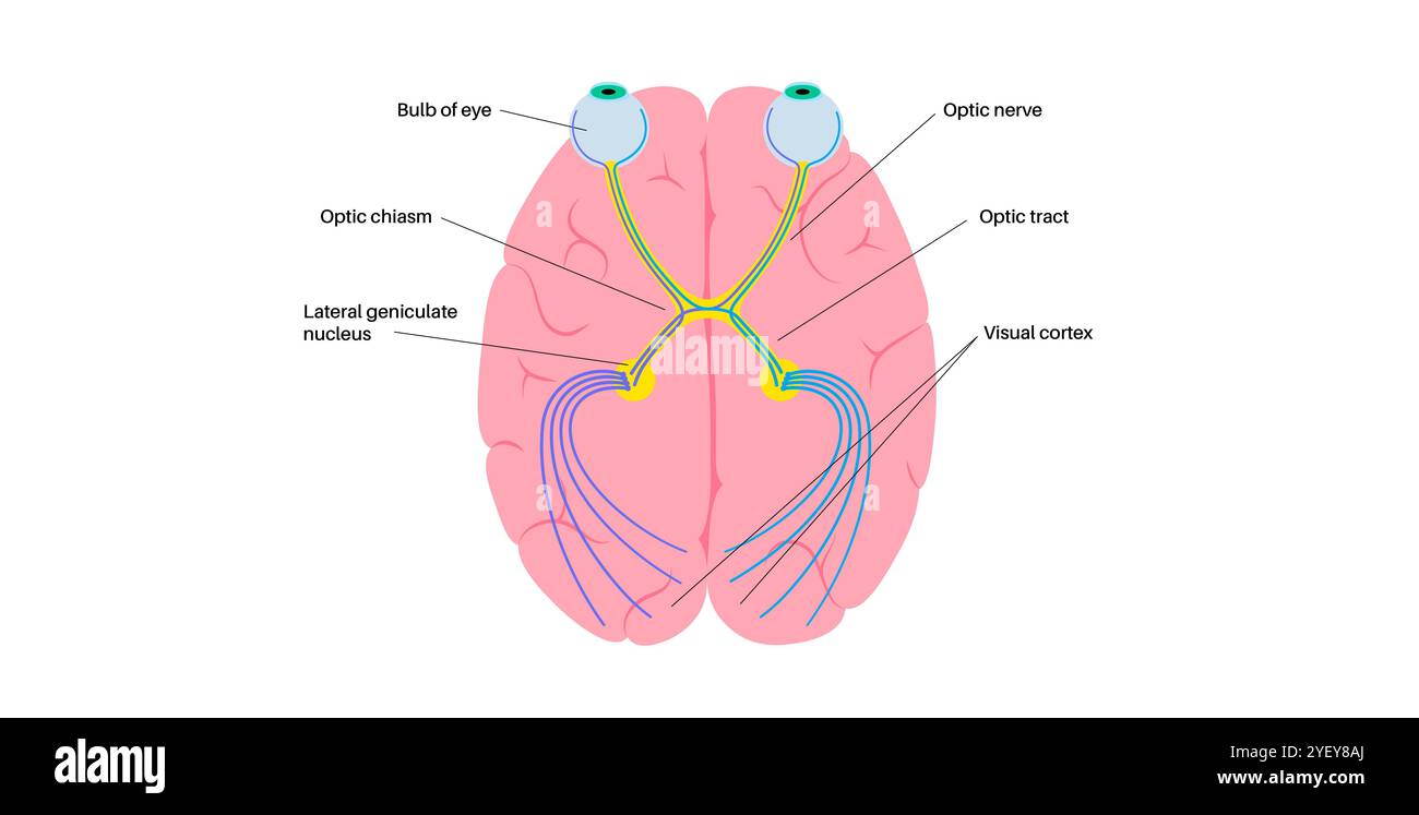 Illustration of the optic nerve anatomy. The optic nerves send visual ...