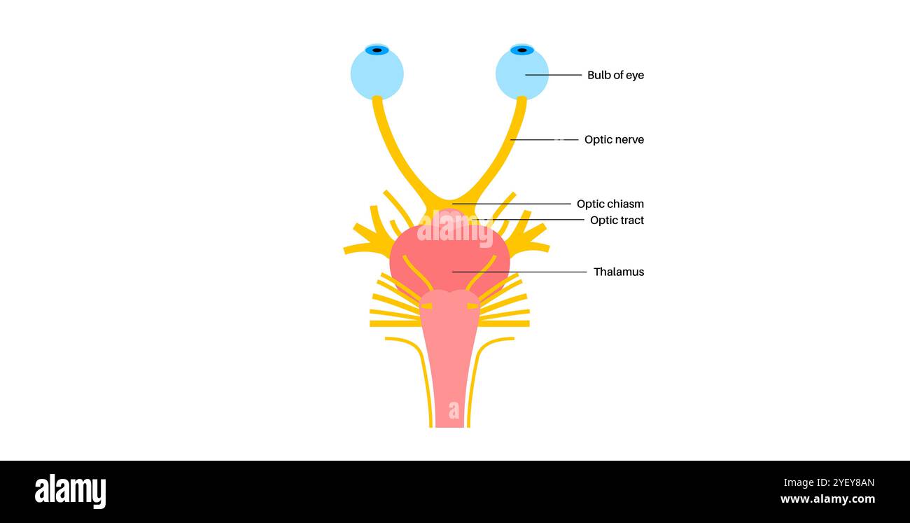 Illustration Of The Optic Nerve Anatomy The Optic Nerves Send Visual Messages From Eye To Brain