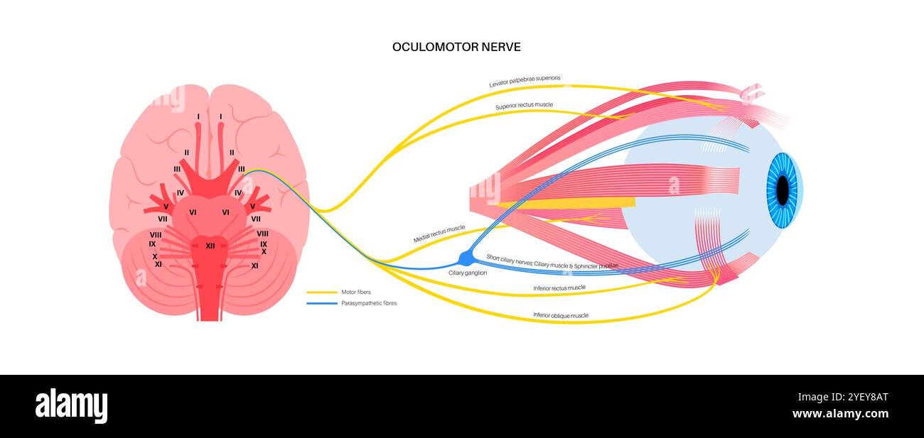 Illustration of the oculomotor nerve anatomy in the human brain. The ...